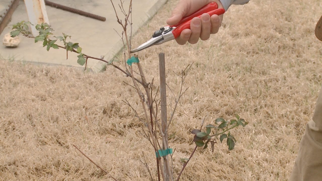Blackberry Pruning and Fertilizing – Family Plot - YouTube