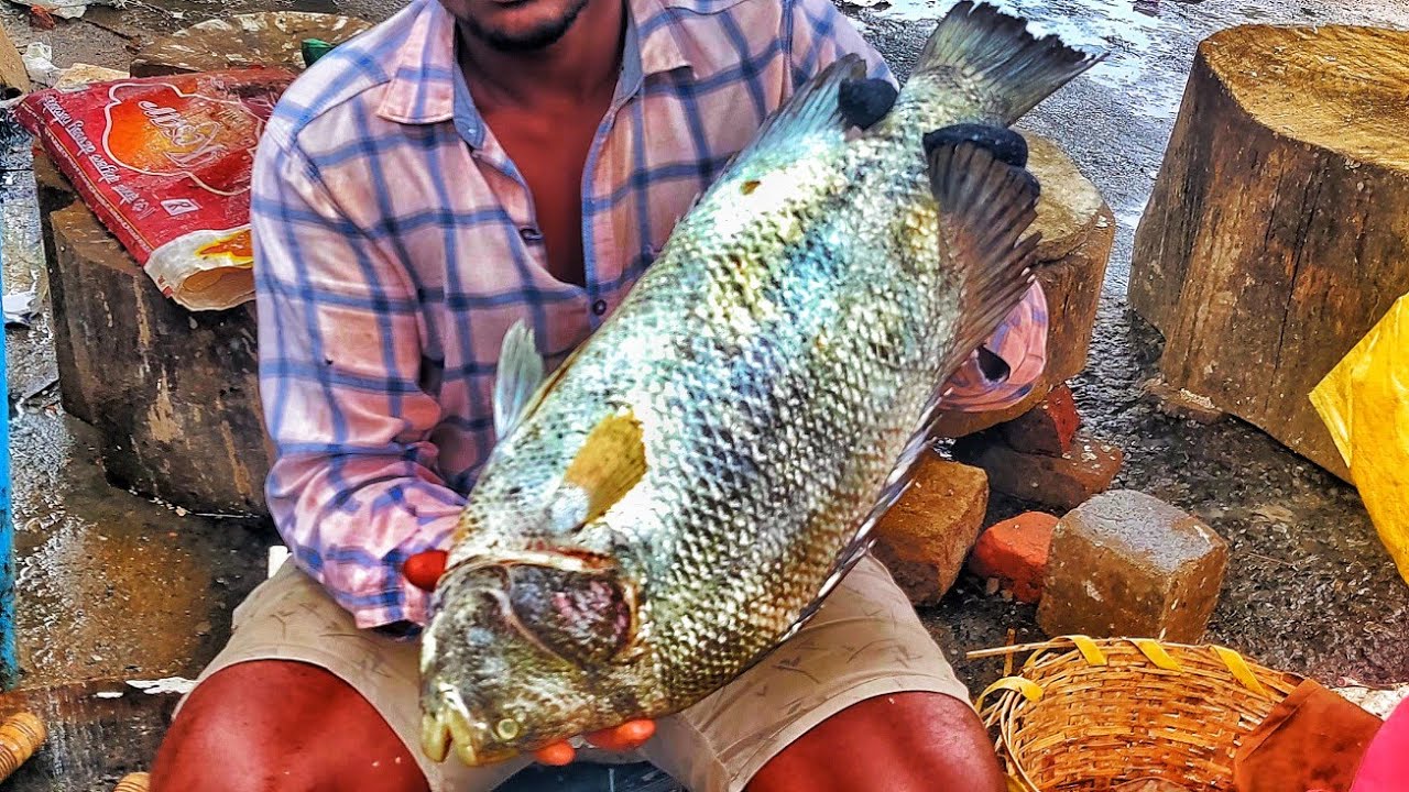 Black Sea Bass Cutting & Slice Skill | WILF SEABASS Cutting🔪| KF FISH ...