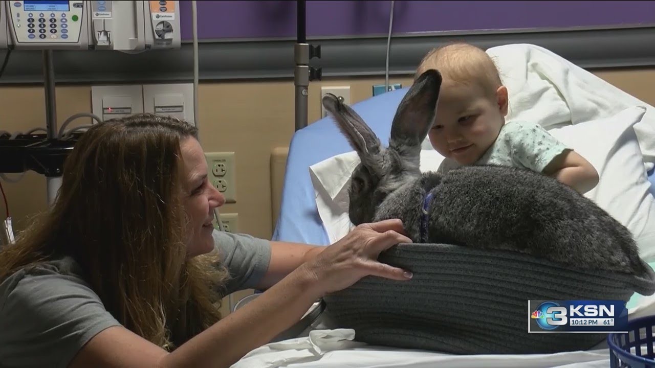 Wichita couple using therapy bunnies to bring joy during hard times ...