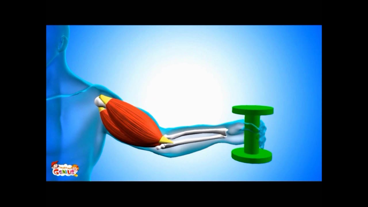 Tendons -What are they ? Human Body Video for Kids - YouTube