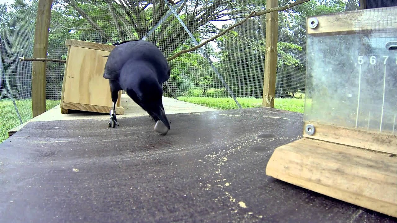 Amazing Crow solves puzzle on CBBC: Blow Your Mind - YouTube