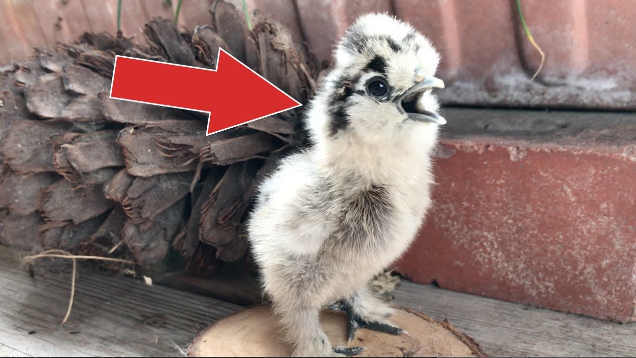 CUTE FLUFFY Baby Chicken CHIRPING PROUDLY - YouTube