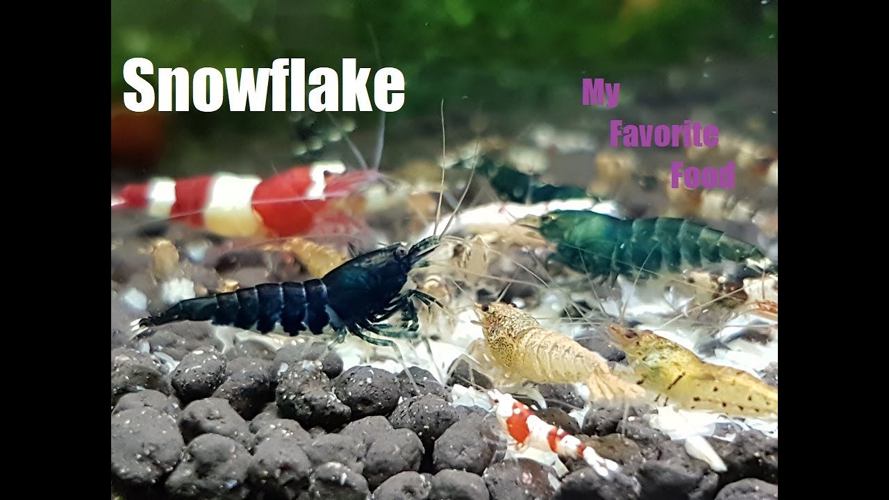 Feeding My Shrimp Snowflake Food - YouTube