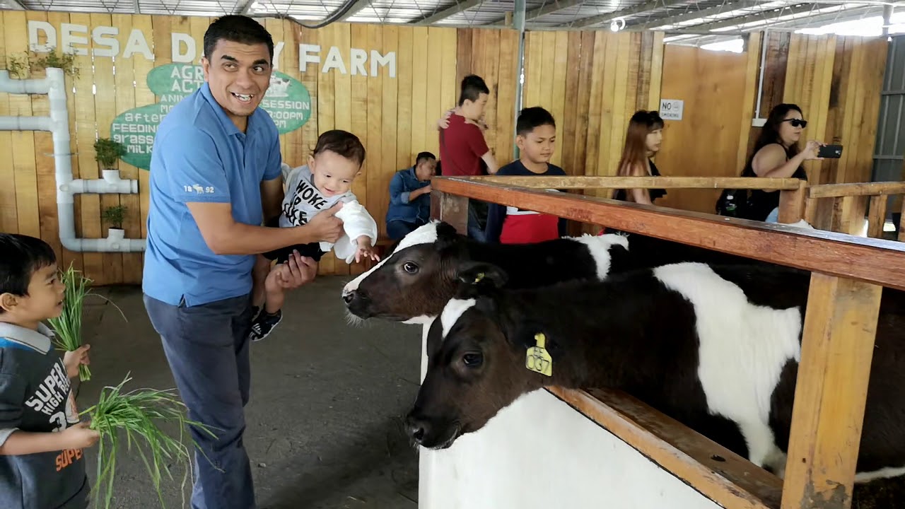 Emir Hafiy at Desa Dairy Farm Kota Kinabalu - July 2019 - YouTube