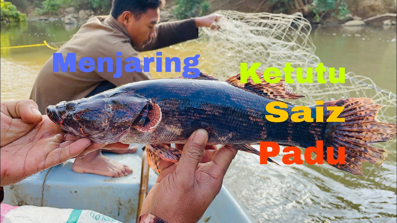 Menjaring ikan ketutu@ubi. #trip4.. - YouTube
