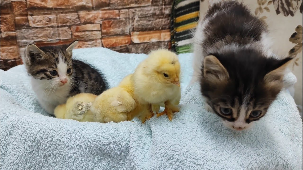 Cute kittens and chicks are playing together 💕🐾 - YouTube