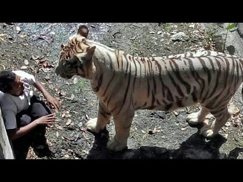 Manusia Vs Hewan - YouTube