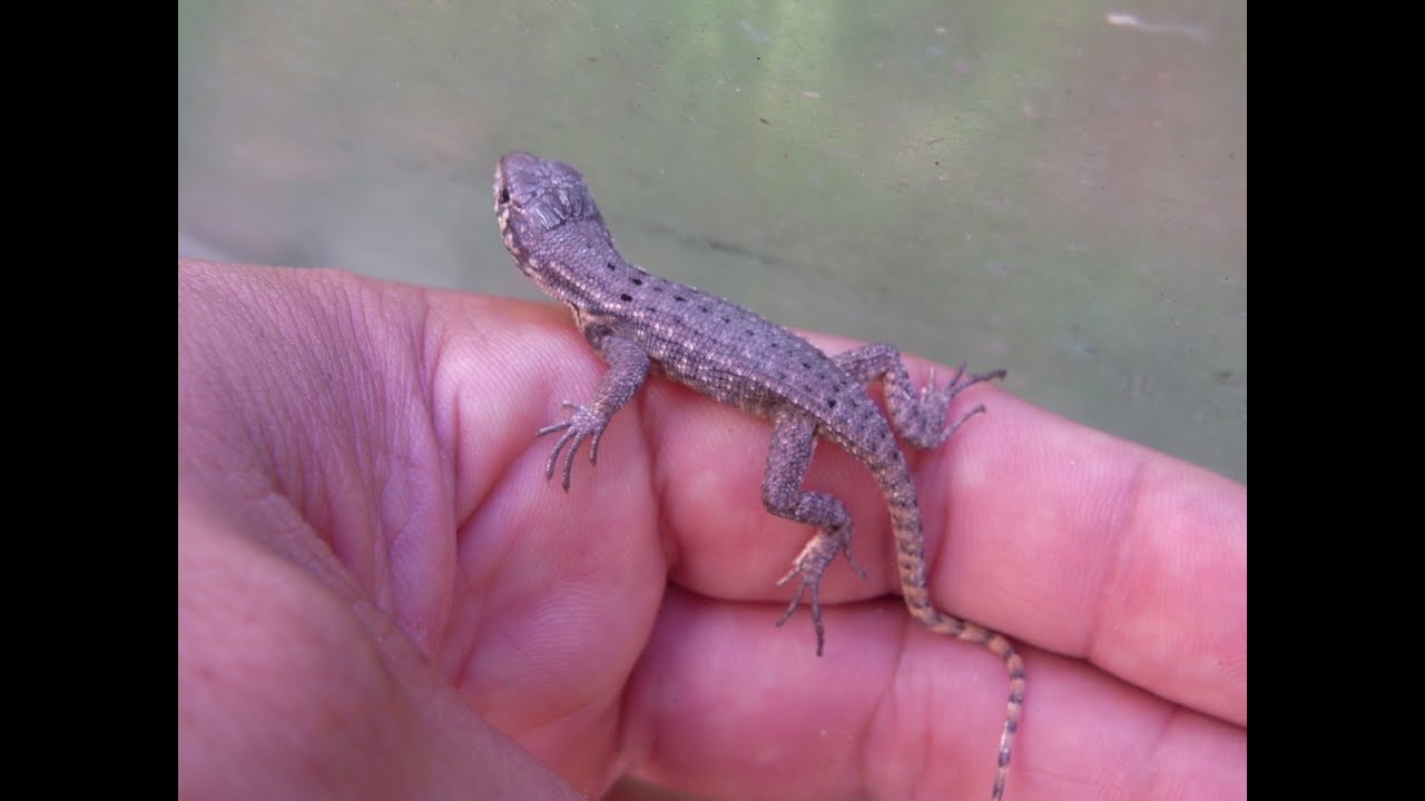 Tiny baby lizard i caught! with curly tail - YouTube