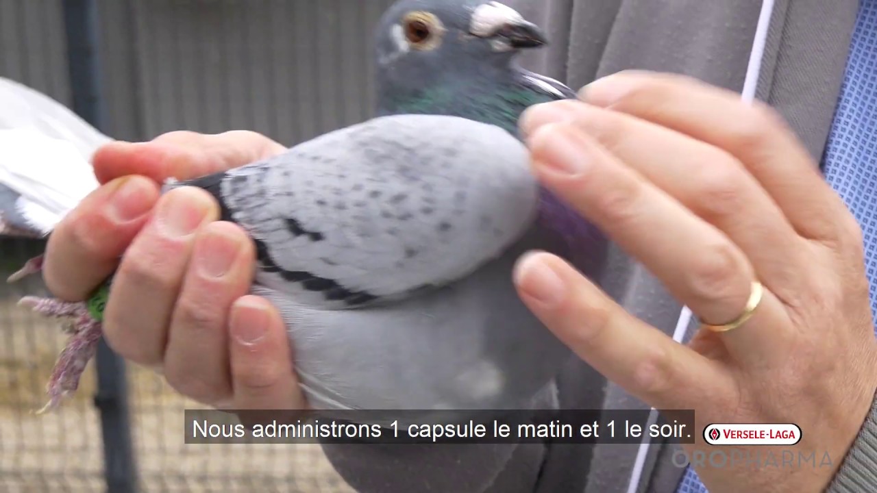Form-Oil Plus & Boost X5 (Français) - YouTube