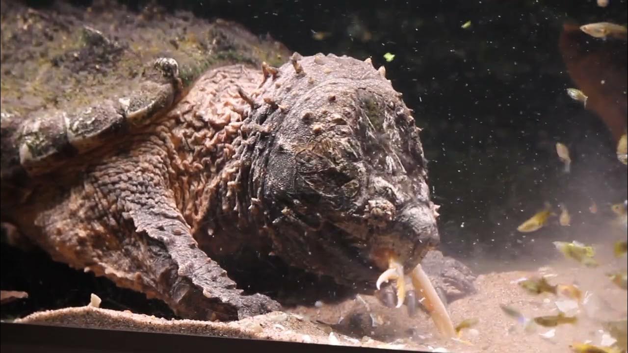 Alligator snapping turtle eating crawfish. - YouTube