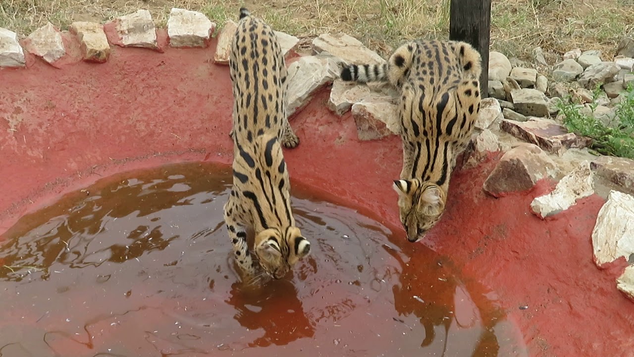 Servals playing in the water - YouTube