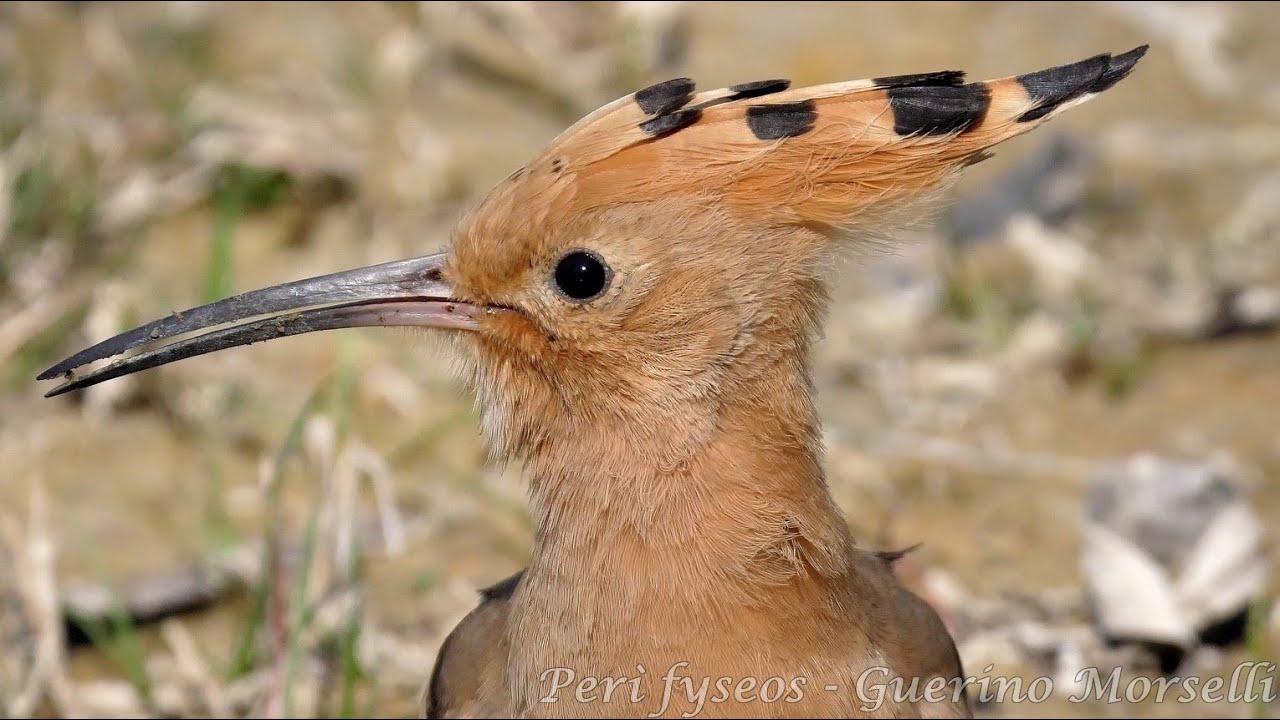 Strano verso di Upupa - Strange sound of Hoopoe (Upupa epops) - YouTube
