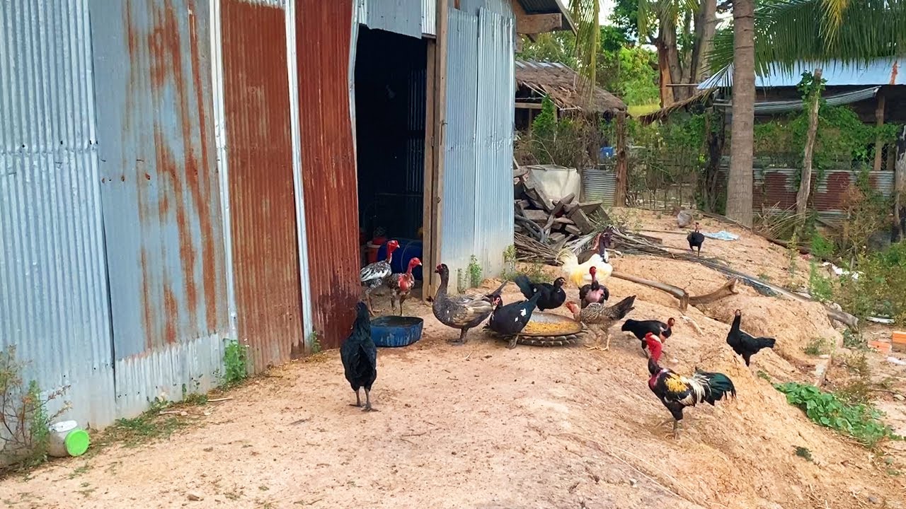 Raising chickens as a family in the countryside - YouTube