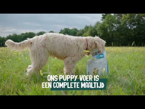 Meet Frenkie - Yarrah puppy