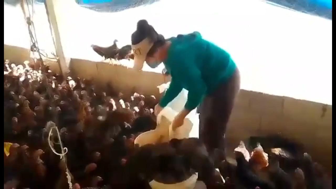 mus pub qaib - YouTube