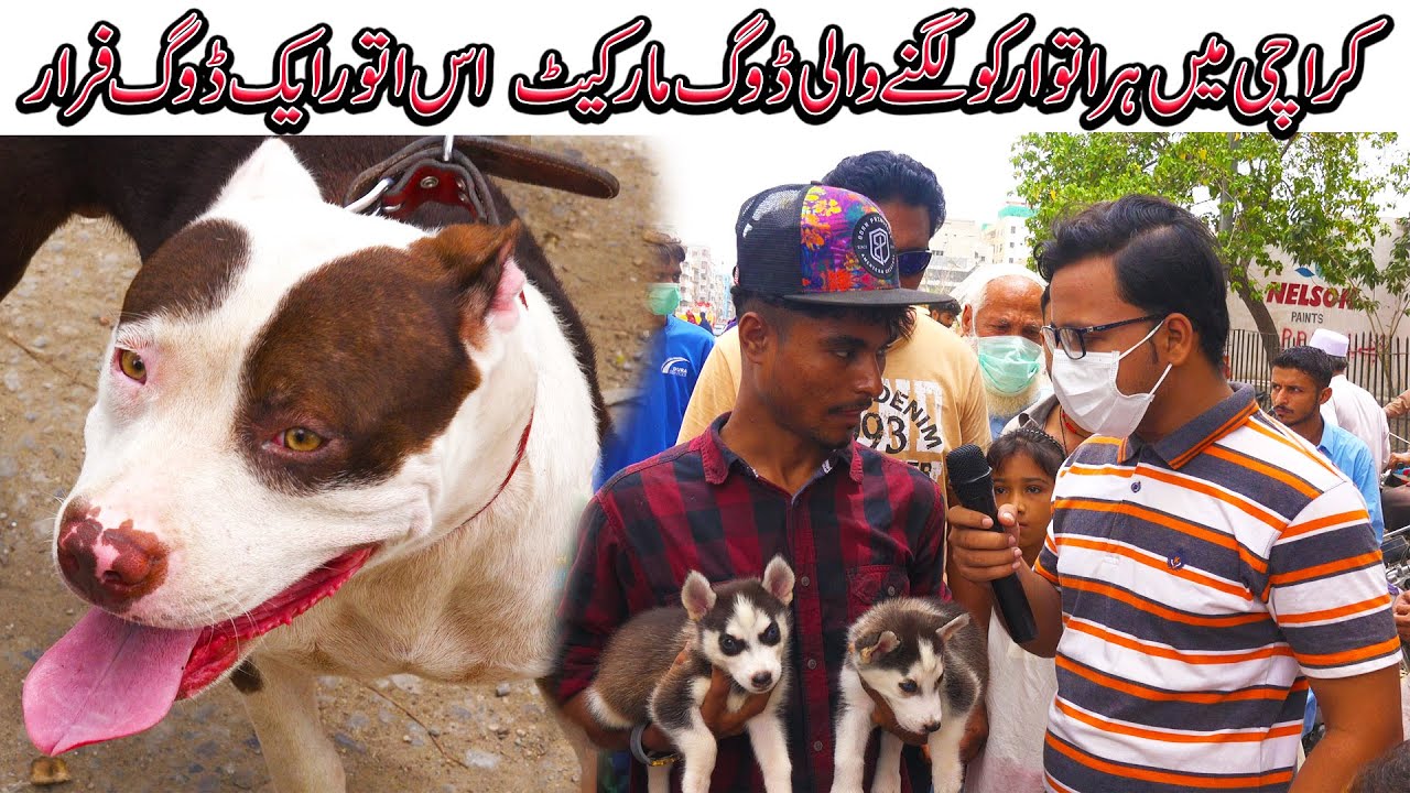 Saddar Sunday Dogs Market 25-7-2021 Karachi Pitbull dog Husky puppy's ...