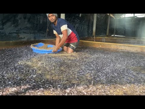 Medicated Feeds for Hybrid Magur Fish Farming Business | Catfish ...