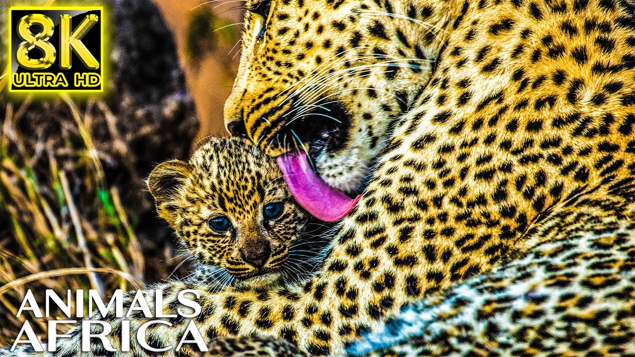 LIFE OF ANIMALS Africa in 8K ULTRA HD 60fps - Wildlife and Animals with ...