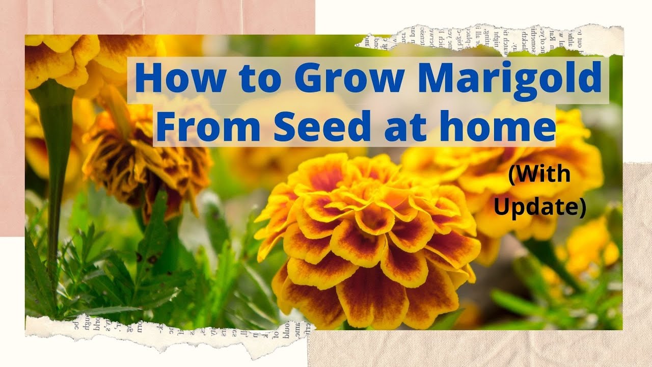 How to germinate and propagate Marigold with update - YouTube