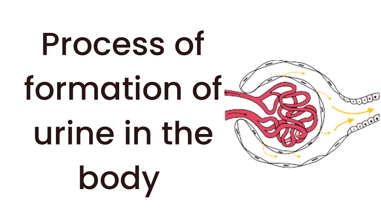 Five processes of urine formation - YouTube