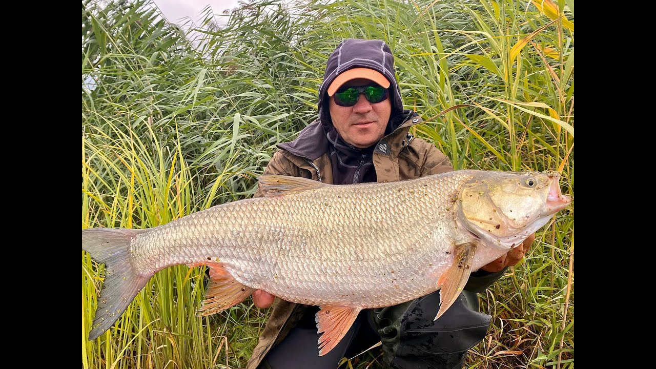 PŁOĆ, KIEŁB i JAZGARZ OD REALISTIC SHAD - JAK NIMI ŁOWIĆ - YouTube