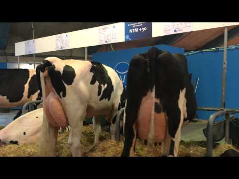 Agromek VIking Holstein 2014