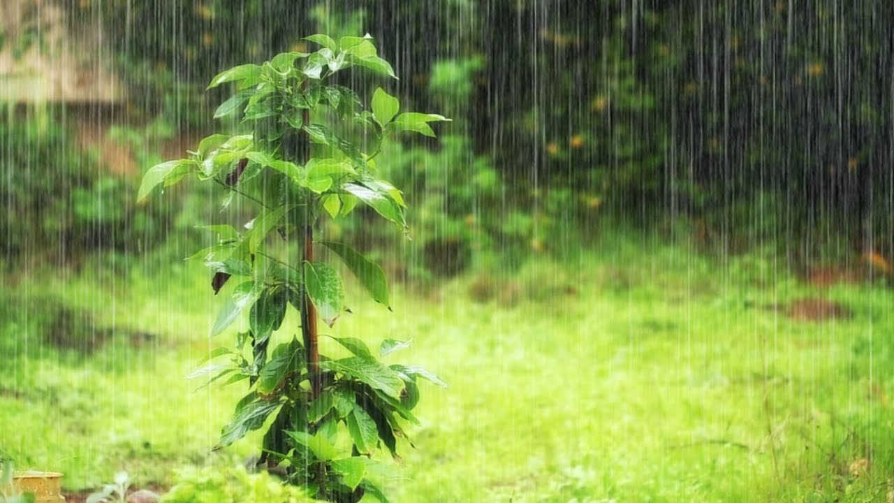 ASMR_Healing white noise from the sound of rain while looking at a ...