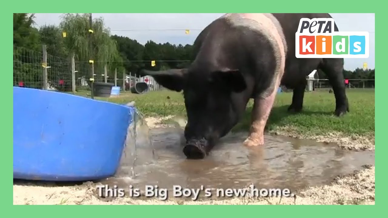 One Adorable Pig's Wonderful Transformation - YouTube