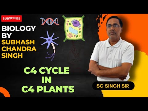 Biology-C4 Cycle in C4 Plants. - YouTube