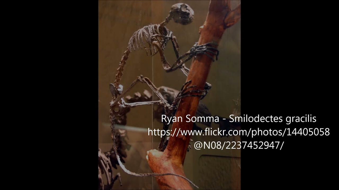 Smilodectes - American "Lemur" - YouTube