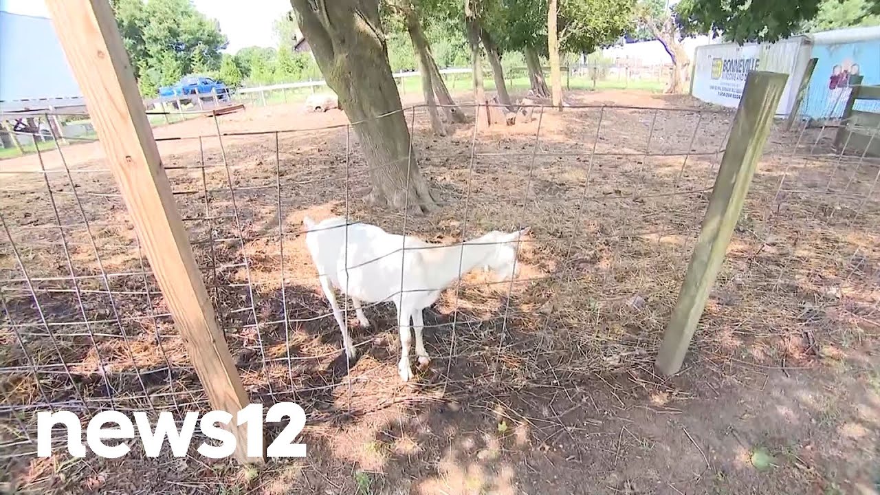 East End farm owner: 2 goats, 3 sheep dead after toxic bushes were ...