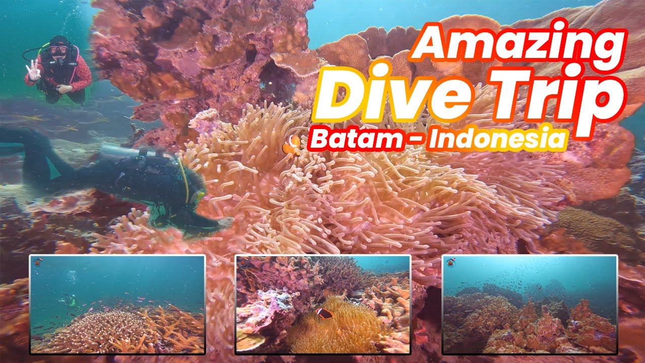 Dive Season Is Back !!! Escape From Singapore Lives and Dive Batam ...