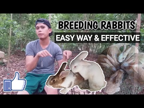 BREEDING RABBITS | EASY STEPS | EFFECTIVE WAY | - YouTube