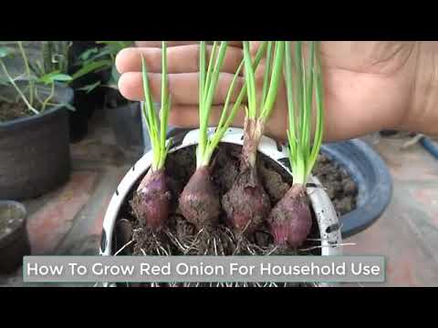 Uko watera ibitunguru kuburyo bworoshye - YouTube