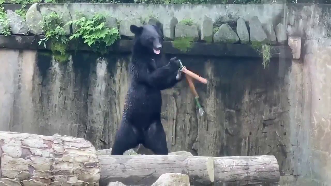 Who gave bears nunchucks? #blackbear #bear #fight #round1 #nunchuks ...