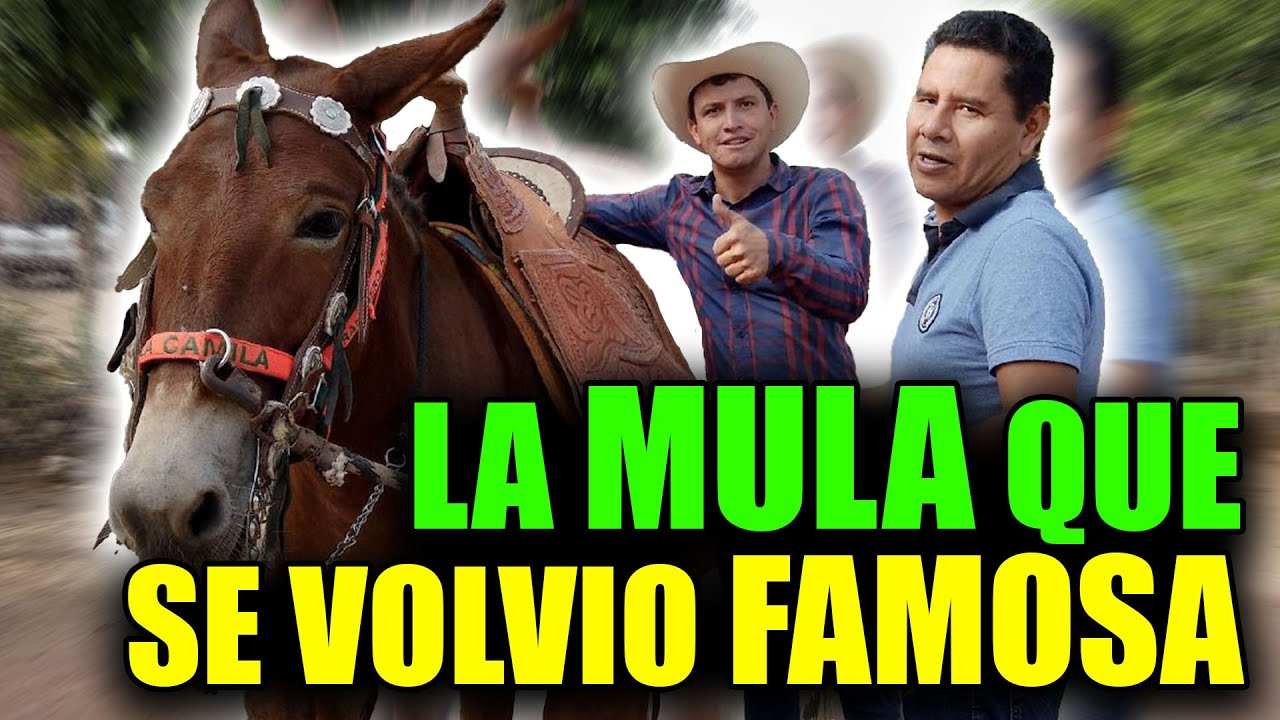 En el rancho montando a la MULA BRONCA - YouTube