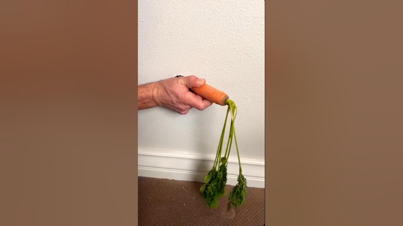 That’s one way to hide a carrot 🥕 #viral #funny #memes - YouTube