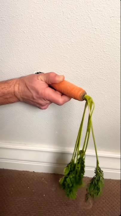 That’s one way to hide a carrot 🥕 #viral #funny #memes - YouTube