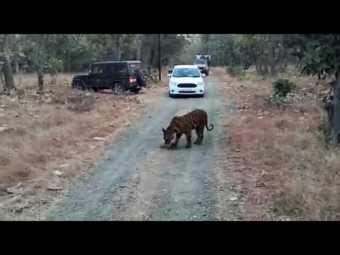 Live with Tigers .#Gir Tiger Reserve.. - YouTube