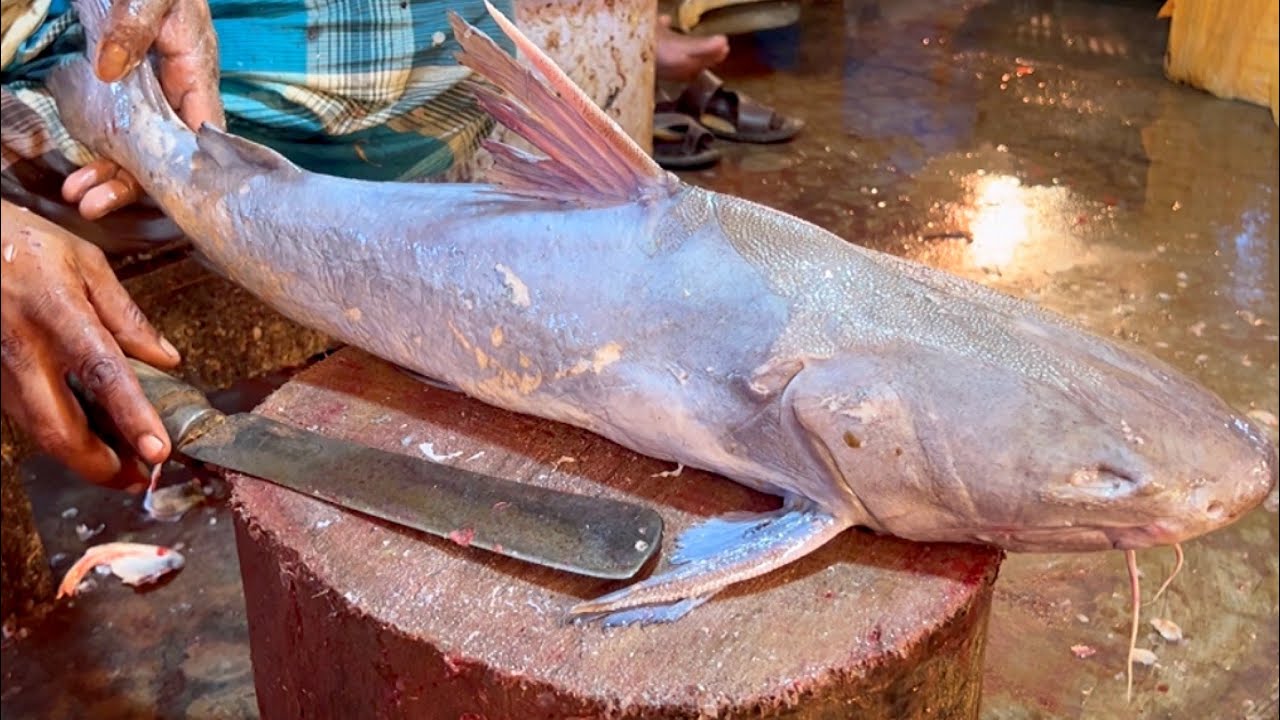 Incredible Big Catfish Cutting In Fish Market | Fresh Fish Cutting ...