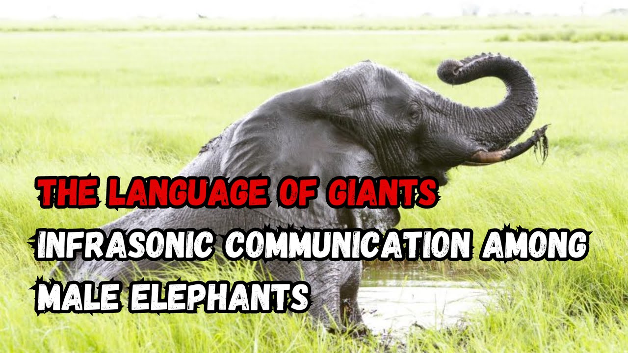 The Language of Giants: Infrasonic Communication Among Male Elephants ...