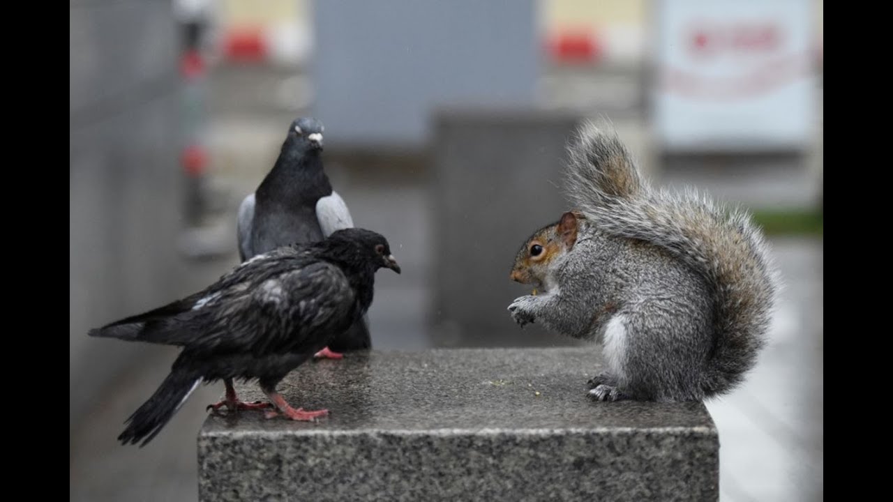 Squirrels and Birds fight for food (LOL...!!) - YouTube