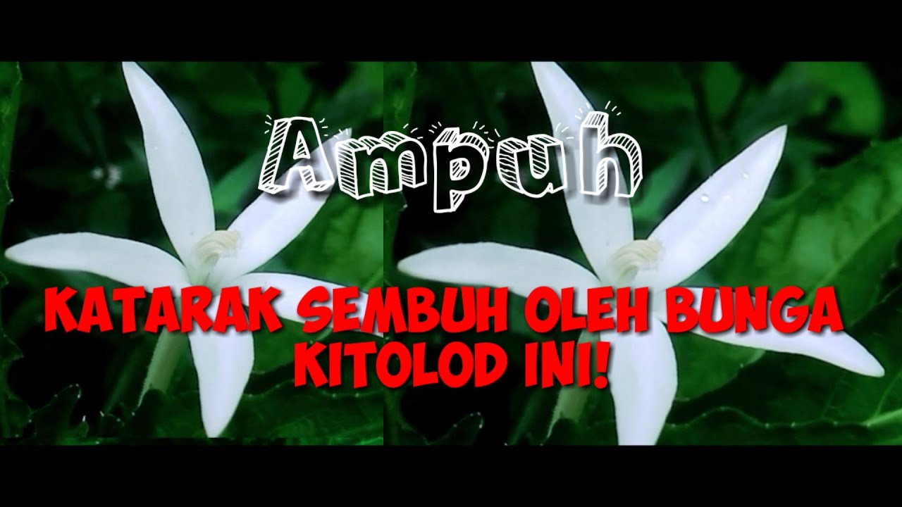 Cara Ampuh menyembuhkan mata katarak dan masalah mata lainya dari bunga ...