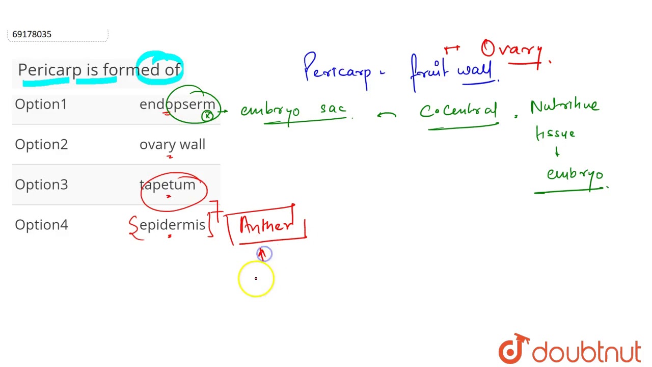 Pericarp is formed of - YouTube