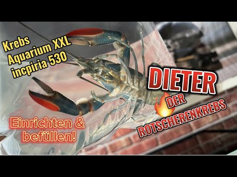 Cherax Flusskrebs Aquarium Eheim incpiria 530 mit Rotscherenkrebs ...