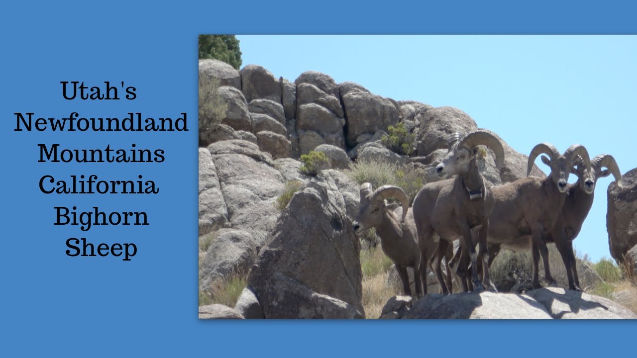 Utah Newfoundland Mountains Bighorn Sheep - YouTube