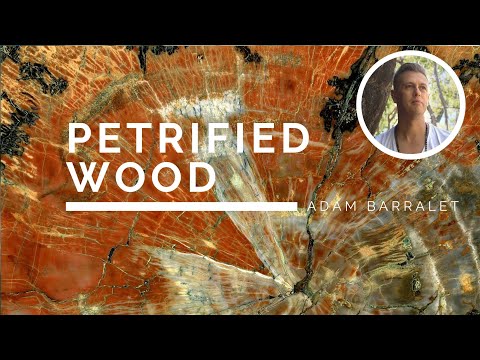 Petrified Wood - The Stone of Past Strength