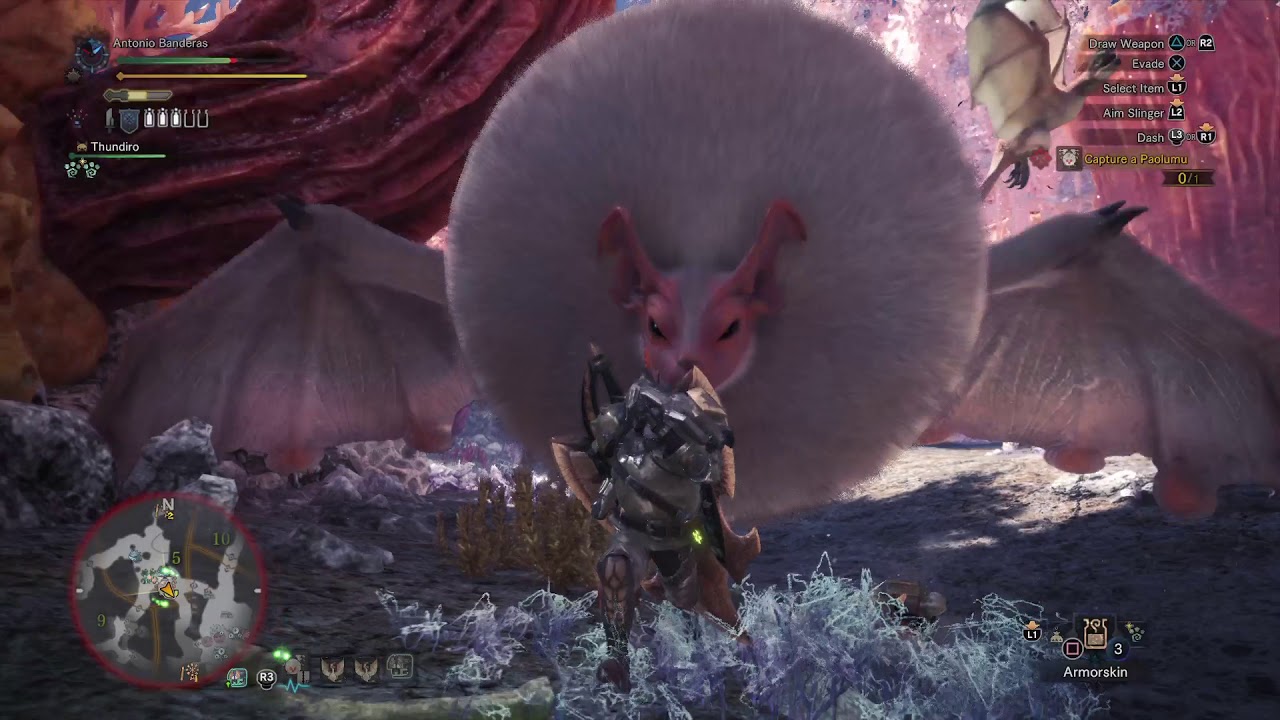 Honduran White Bats (Ectophylla alba) save themselves a great deal of ...