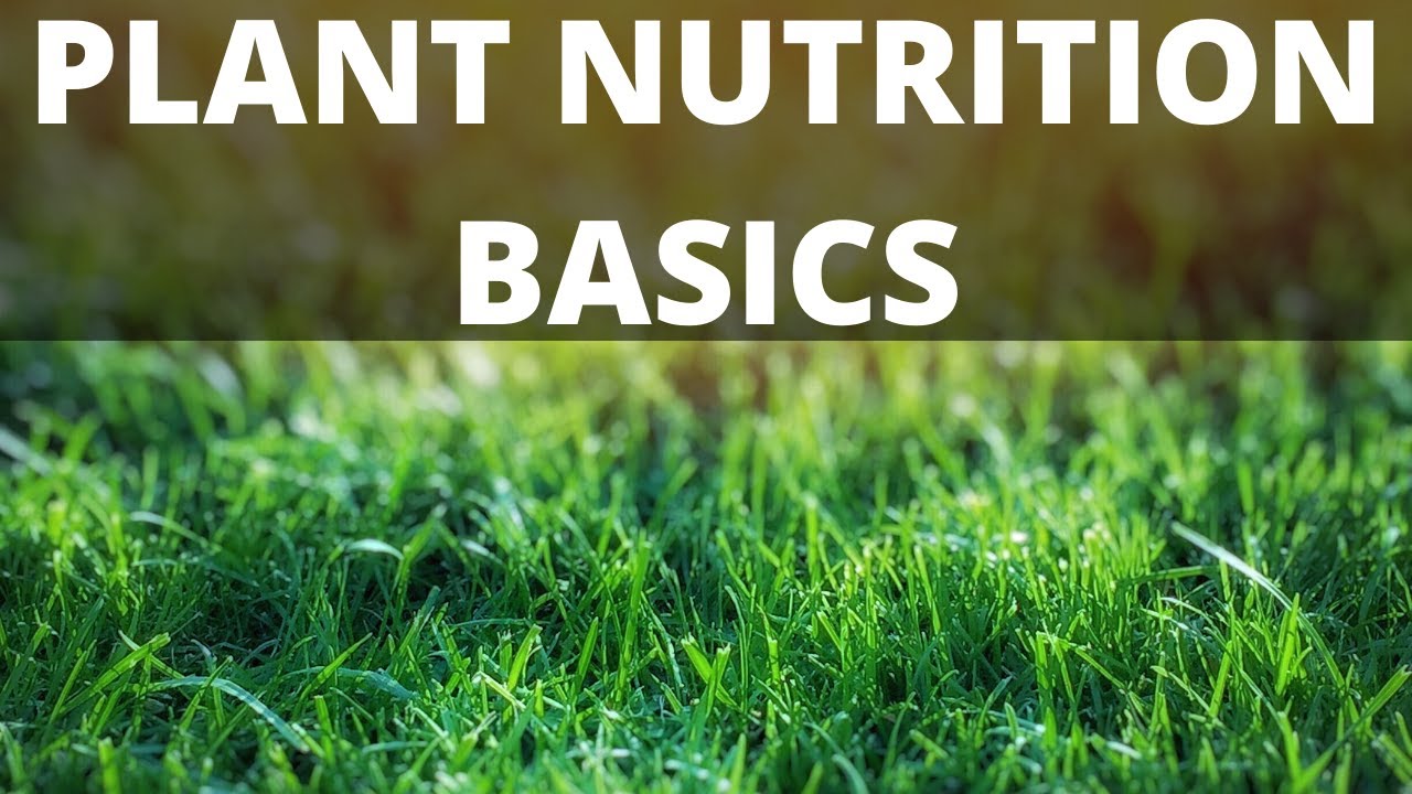 Plant nutrition basics | Mega, Macro and Micro nutrients - YouTube