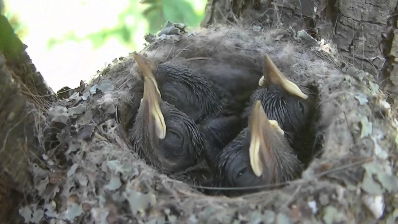 Los pichones de las aves 2017 - YouTube